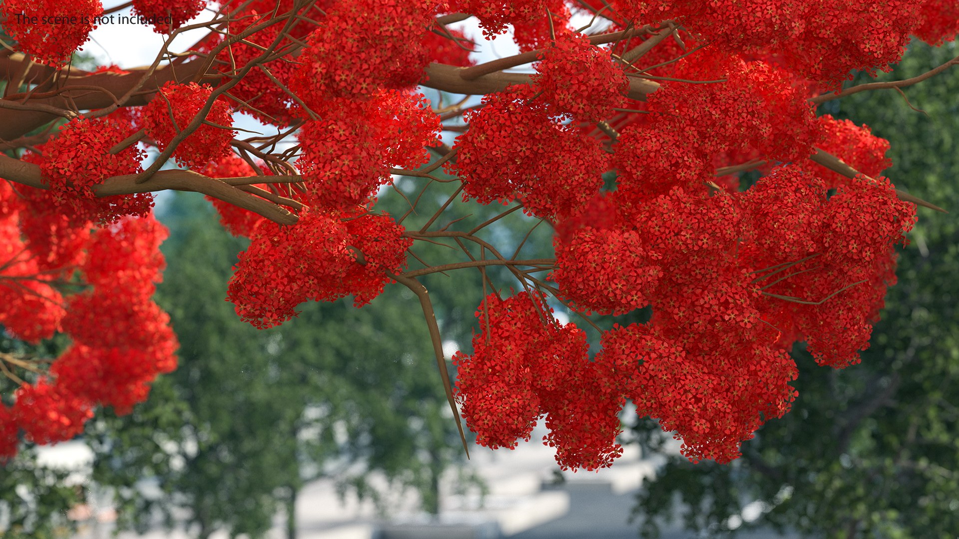 3D Royal Poinciana Flame Tree - TurboSquid 1509537