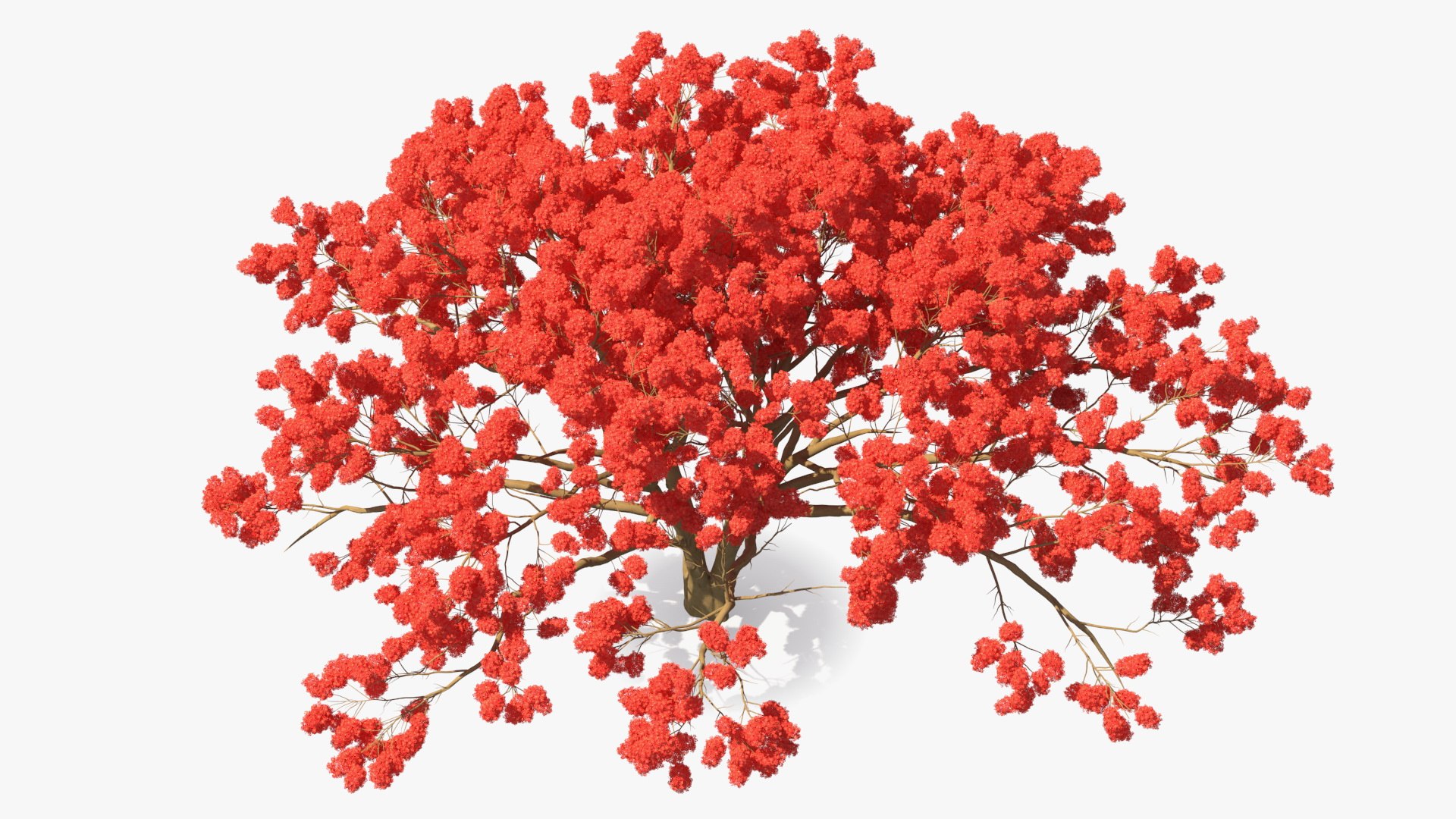 3D Royal Poinciana Flame Tree - TurboSquid 1509537