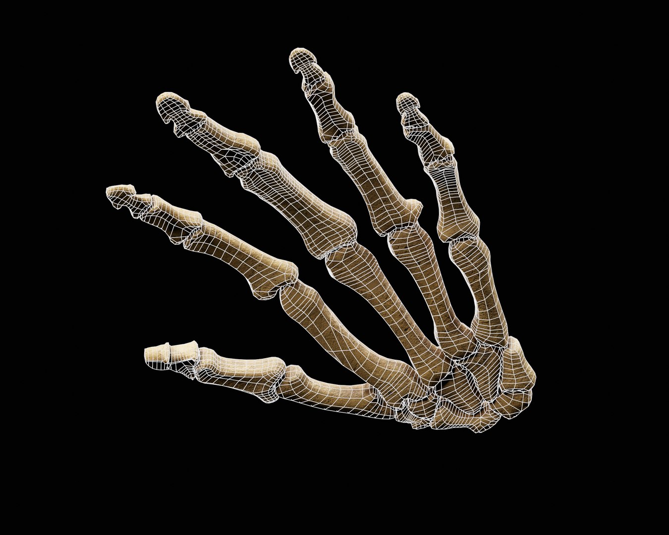 Left Hand Bones 3D - TurboSquid 2355695