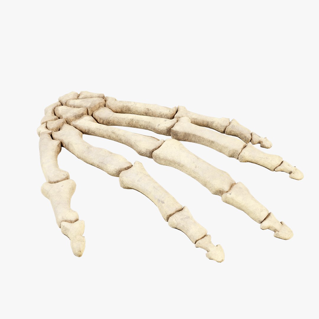 Left Hand Bones 3D - TurboSquid 2355695
