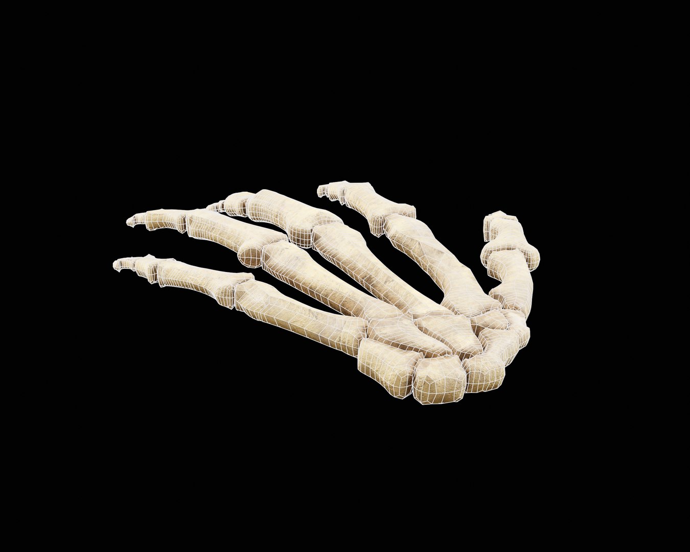 Left Hand Bones 3D - TurboSquid 2355695