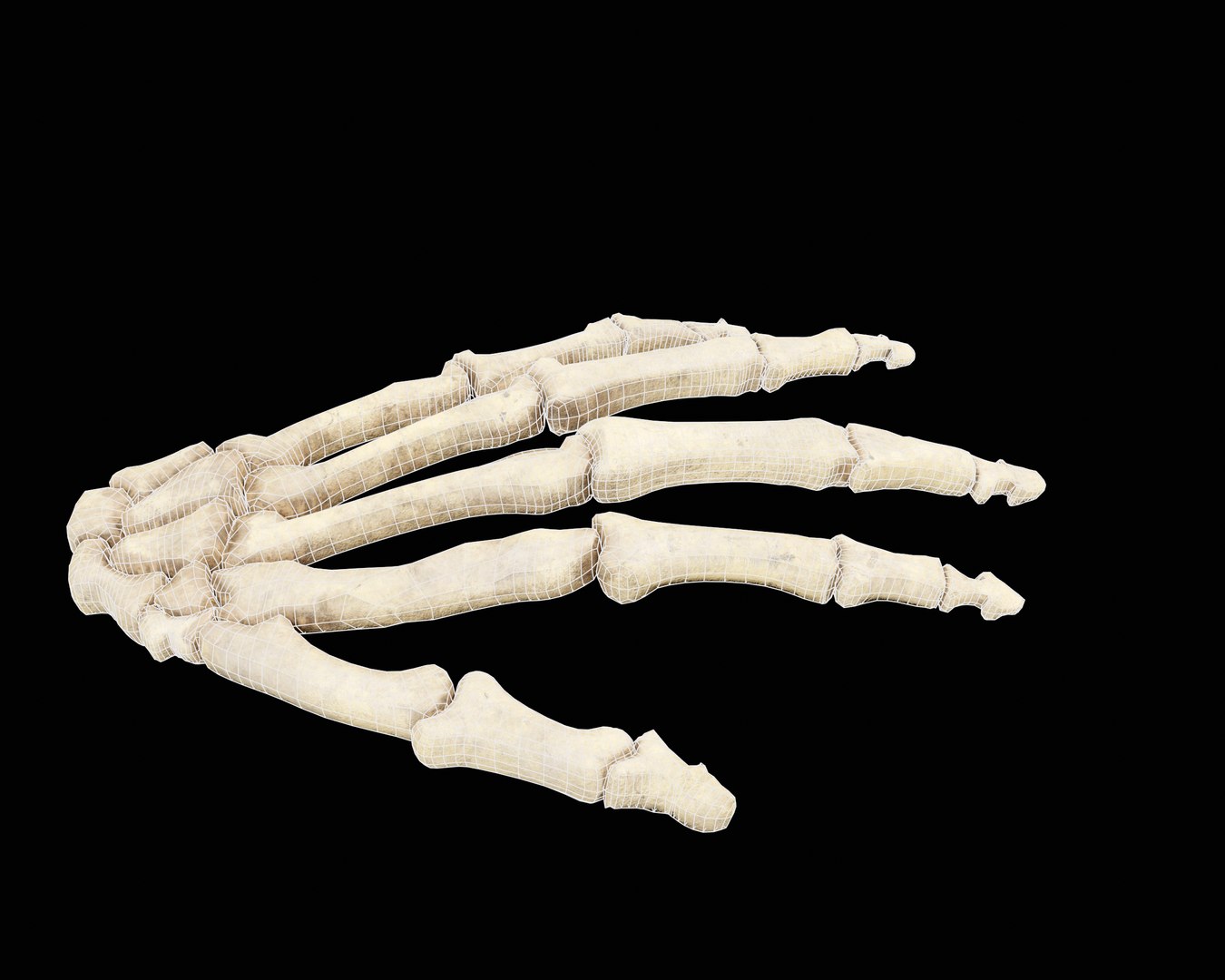 Left Hand Bones 3D - TurboSquid 2355695