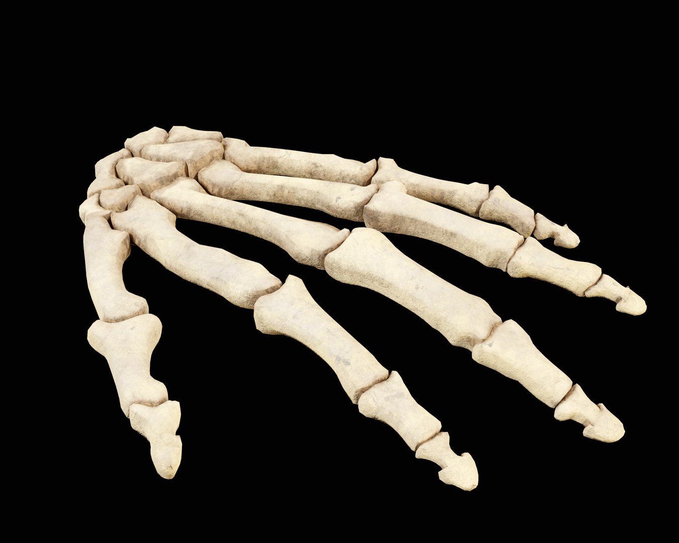 Left Hand Bones 3D - TurboSquid 2355695