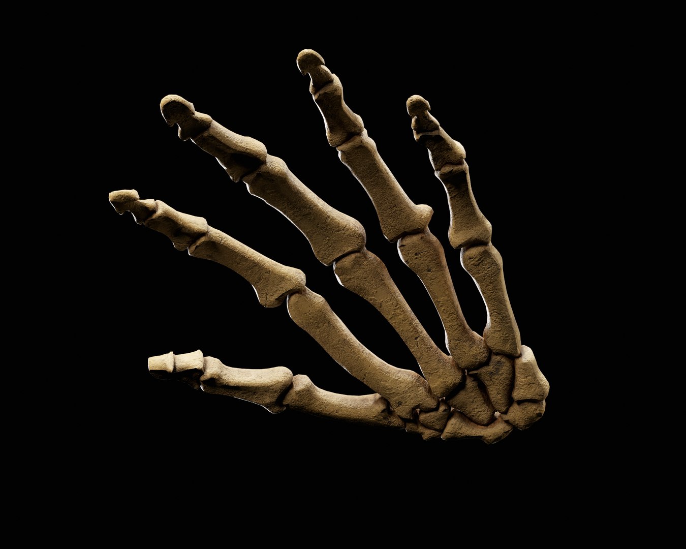 Left Hand Bones 3D - TurboSquid 2355695