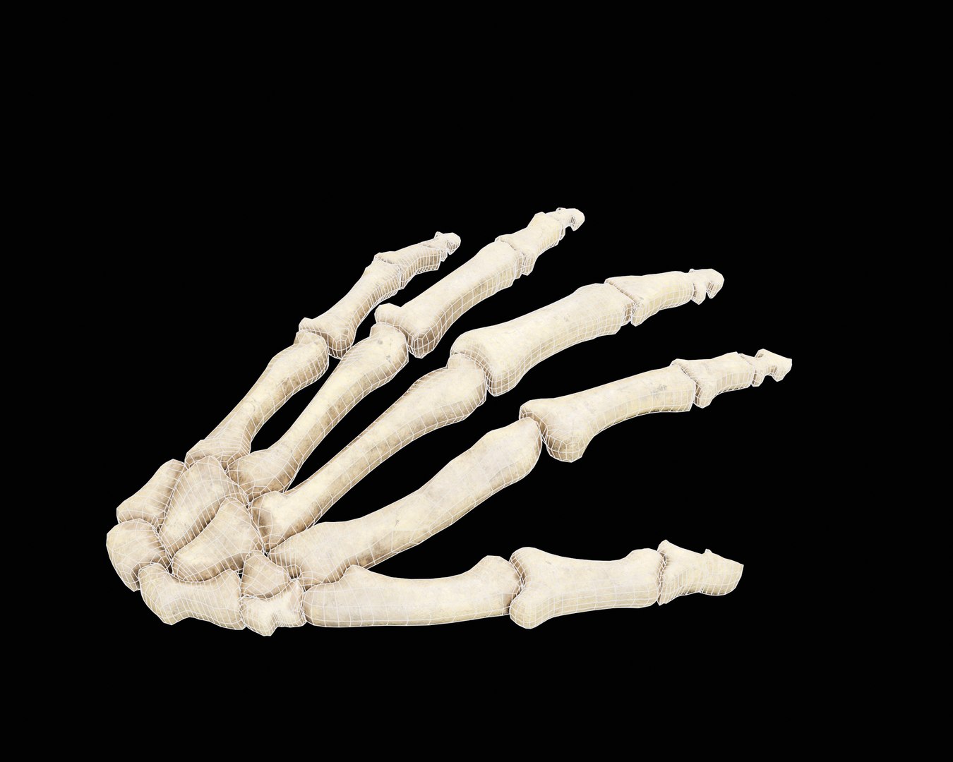 Left Hand Bones 3D - TurboSquid 2355695
