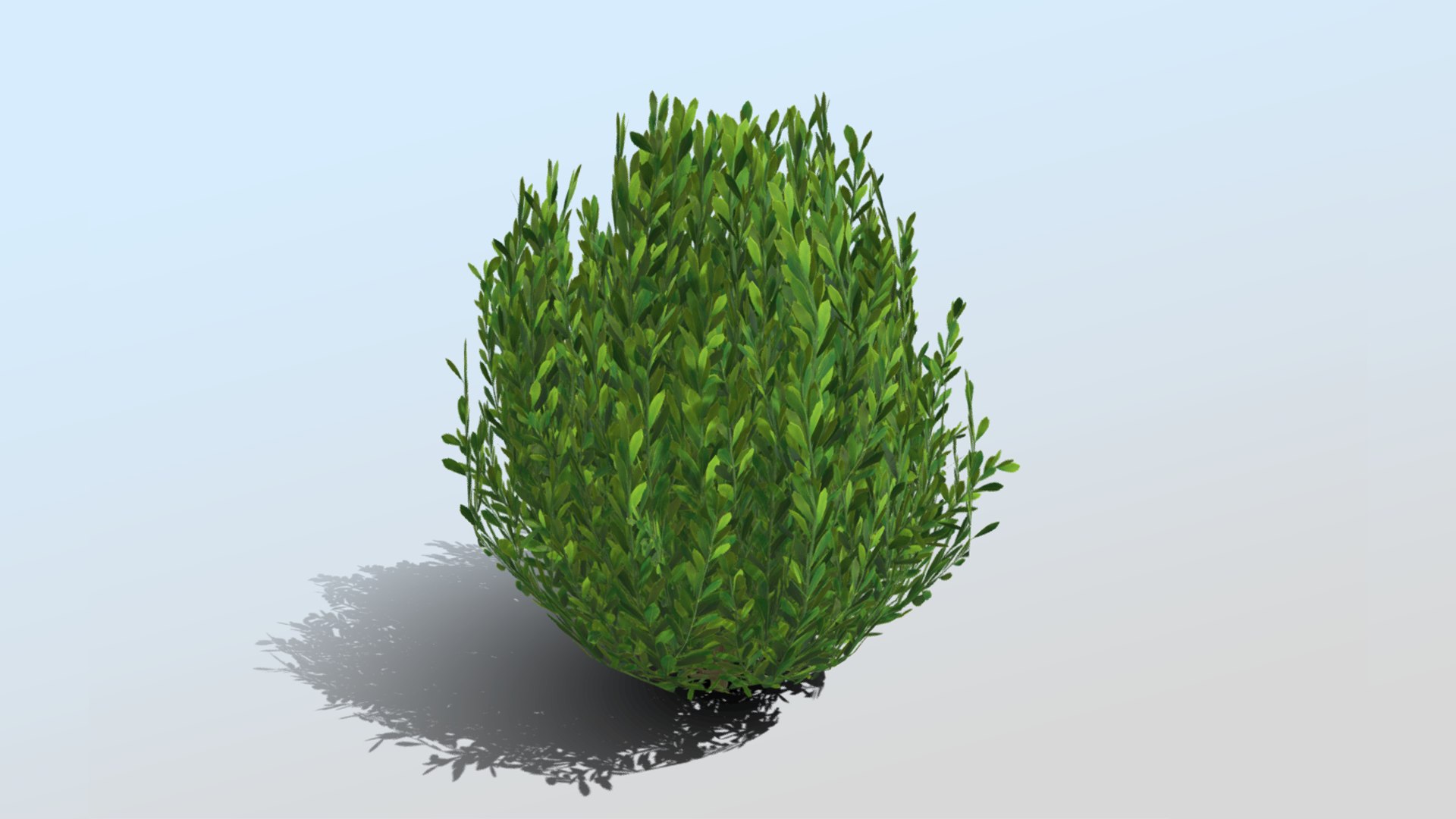 modelo 3d Ilex glabra Trébol Inkberry Acebo - TurboSquid 2141218