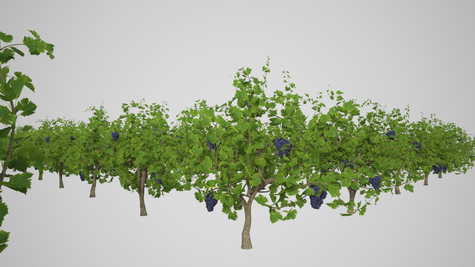 3D Model Wine Plant Vineyard Grapes Fruits 3D Model - TurboSquid 1774453
