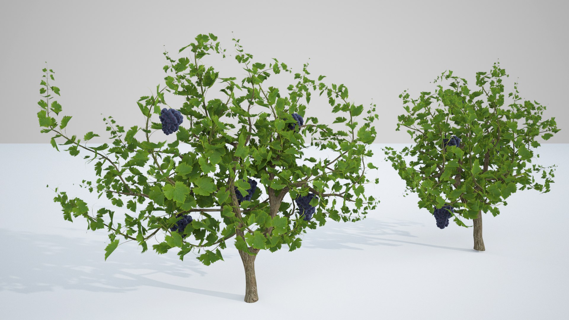 3D Model Wine Plant Vineyard Grapes Fruits 3D Model - TurboSquid 1774453