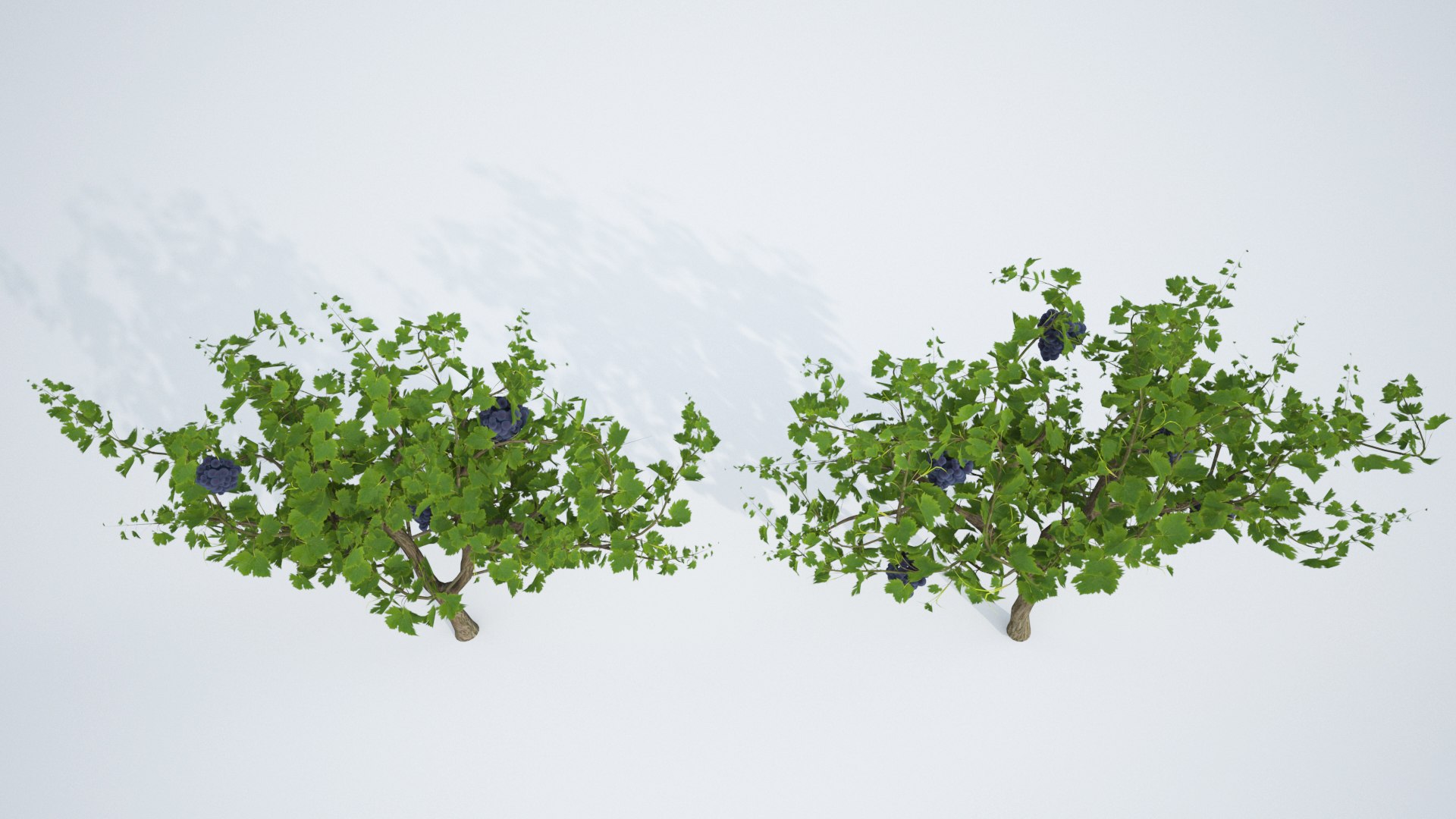 3D Model Wine Plant Vineyard Grapes Fruits 3D Model - TurboSquid 1774453