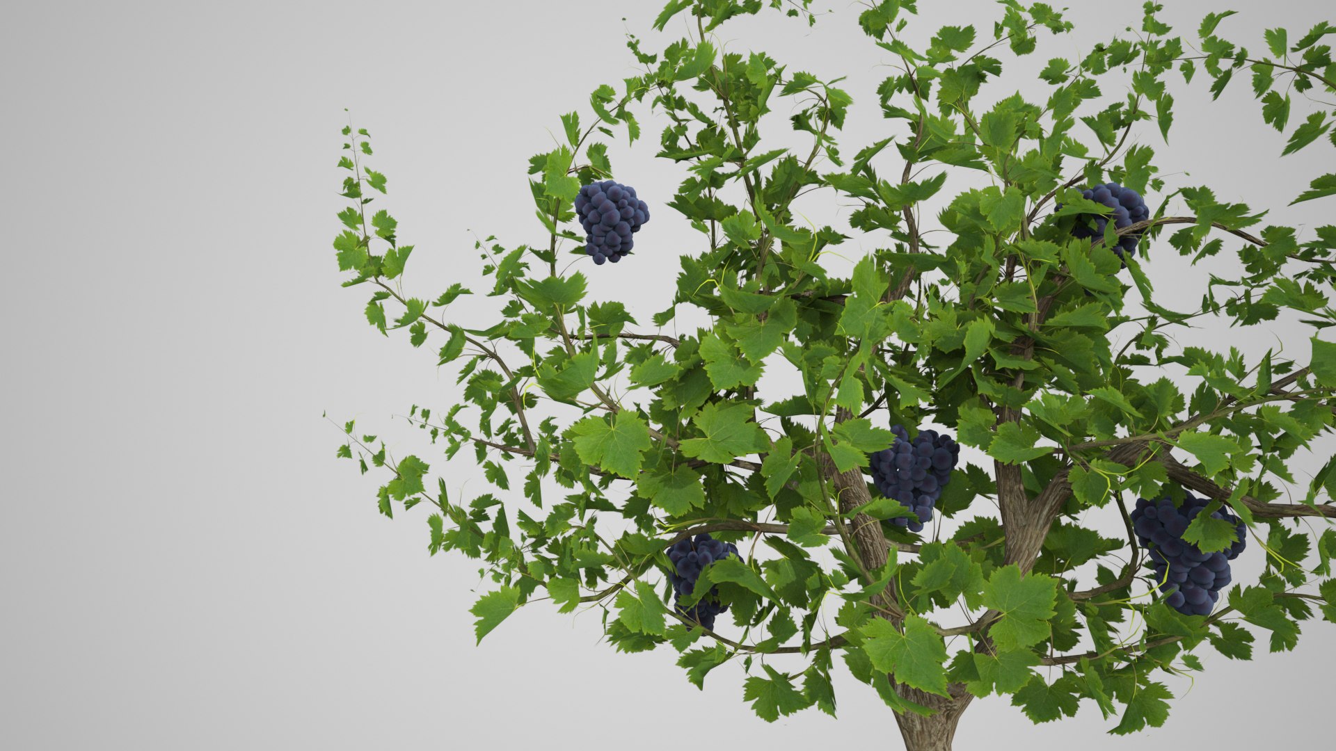 3D Model Wine Plant Vineyard Grapes Fruits 3D Model - TurboSquid 1774453