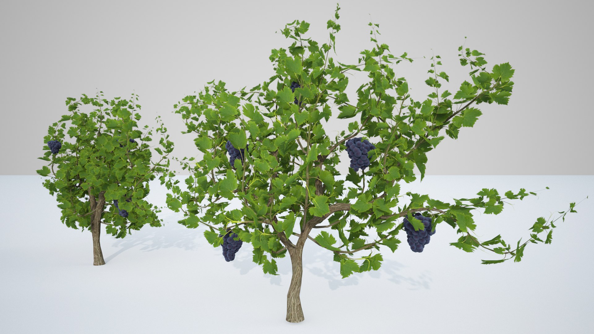 3D Model Wine Plant Vineyard Grapes Fruits 3D Model - TurboSquid 1774453