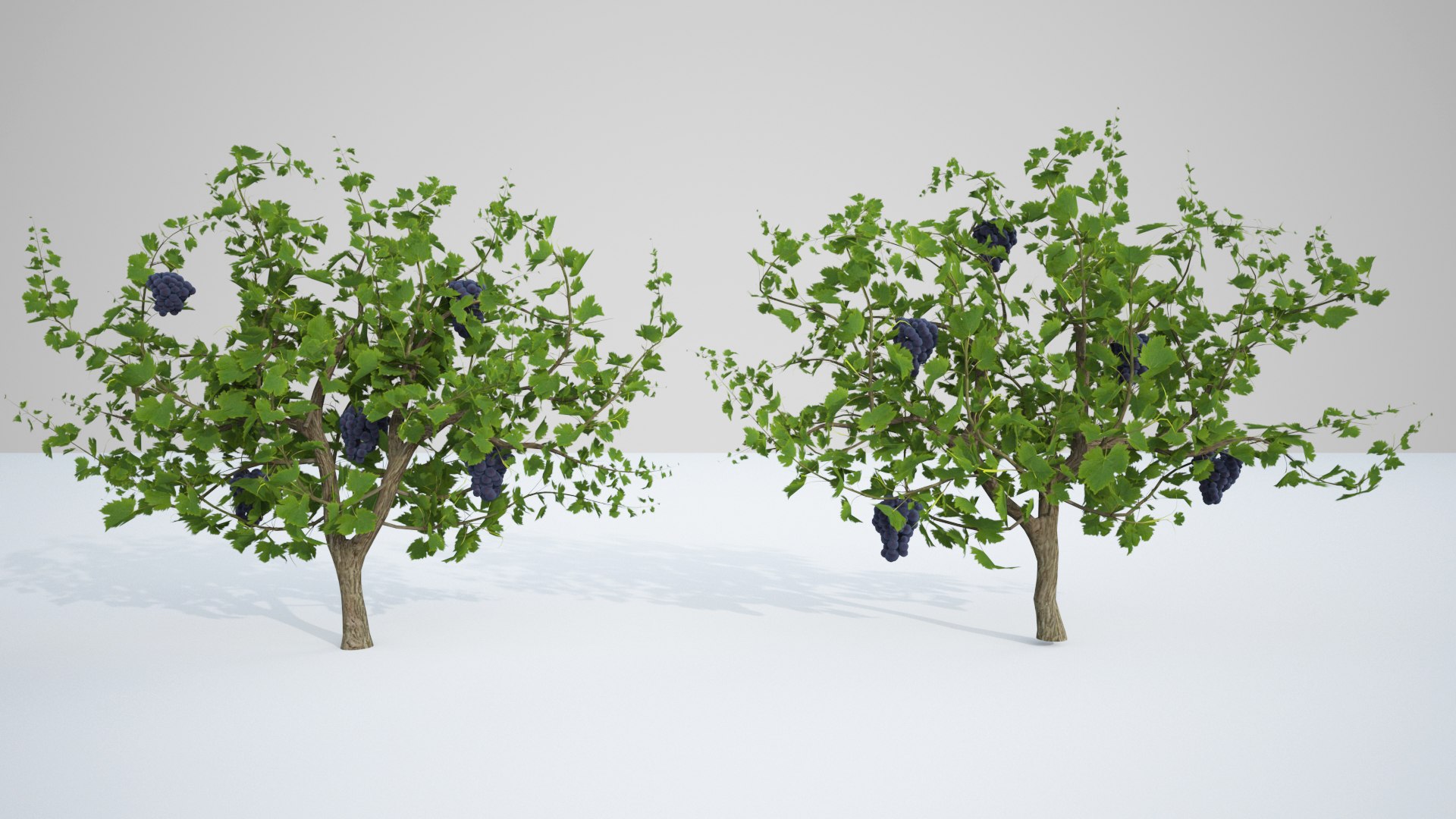 3D Model Wine Plant Vineyard Grapes Fruits 3D Model - TurboSquid 1774453