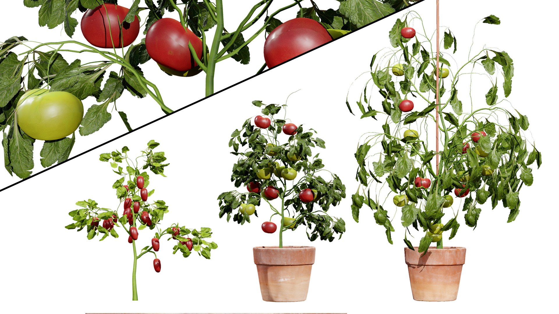 3D Realistic Tomato Plant Model - TurboSquid 2325146
