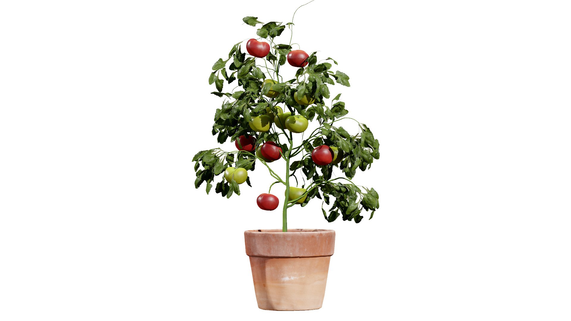 3D Realistic Tomato Plant Model - TurboSquid 2325146