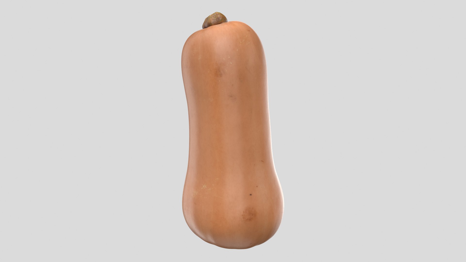 3D Model Butternut Pbr - TurboSquid 1701023