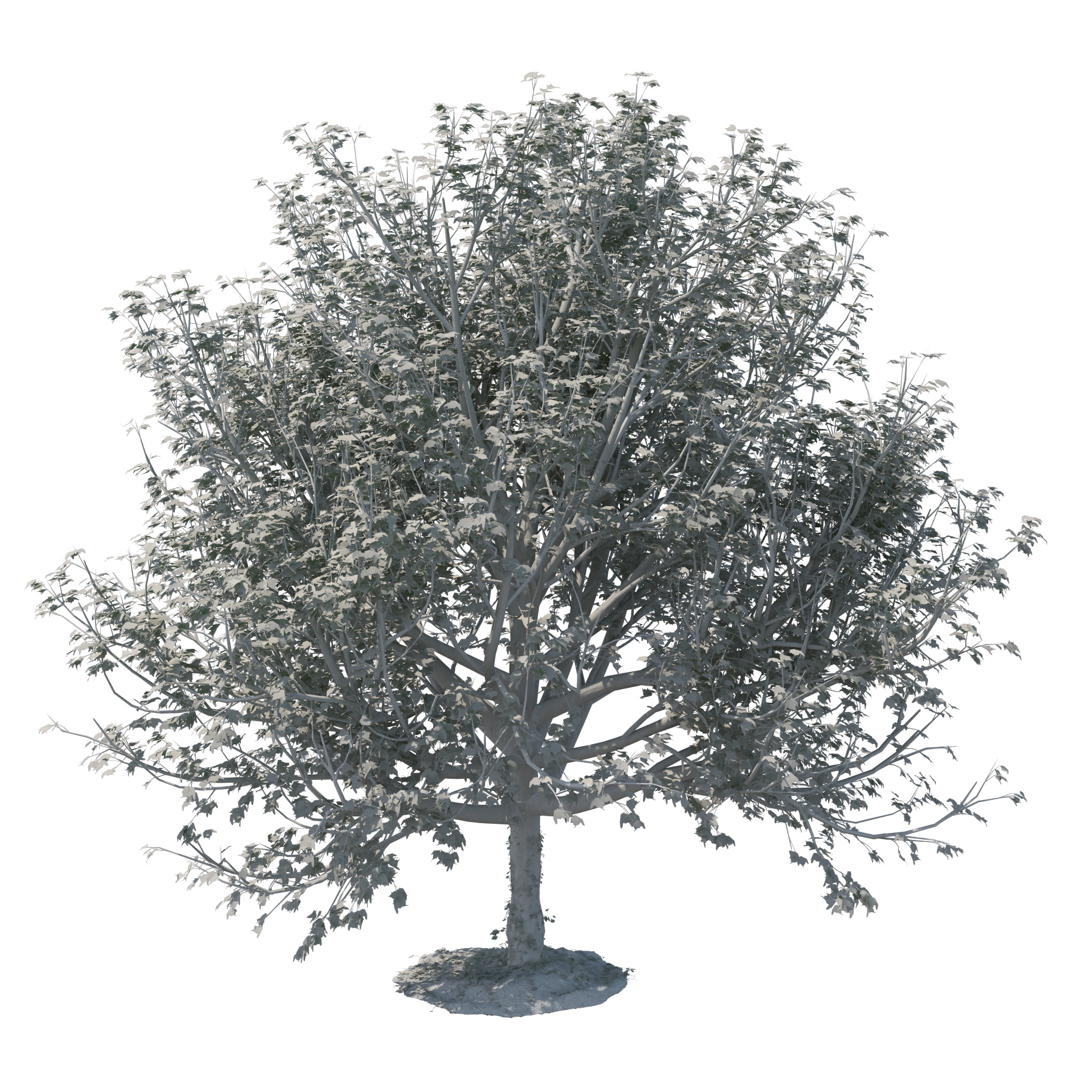 3D realistic tree model - TurboSquid 1164890