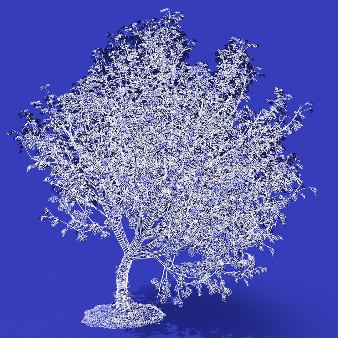 3D Realistic Tree Model - TurboSquid 1164890