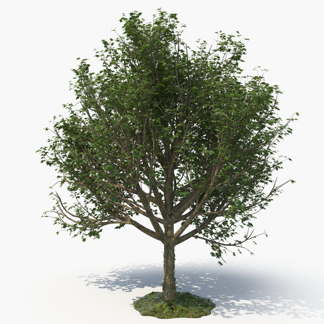 3D Realistic Tree Model - TurboSquid 1164890