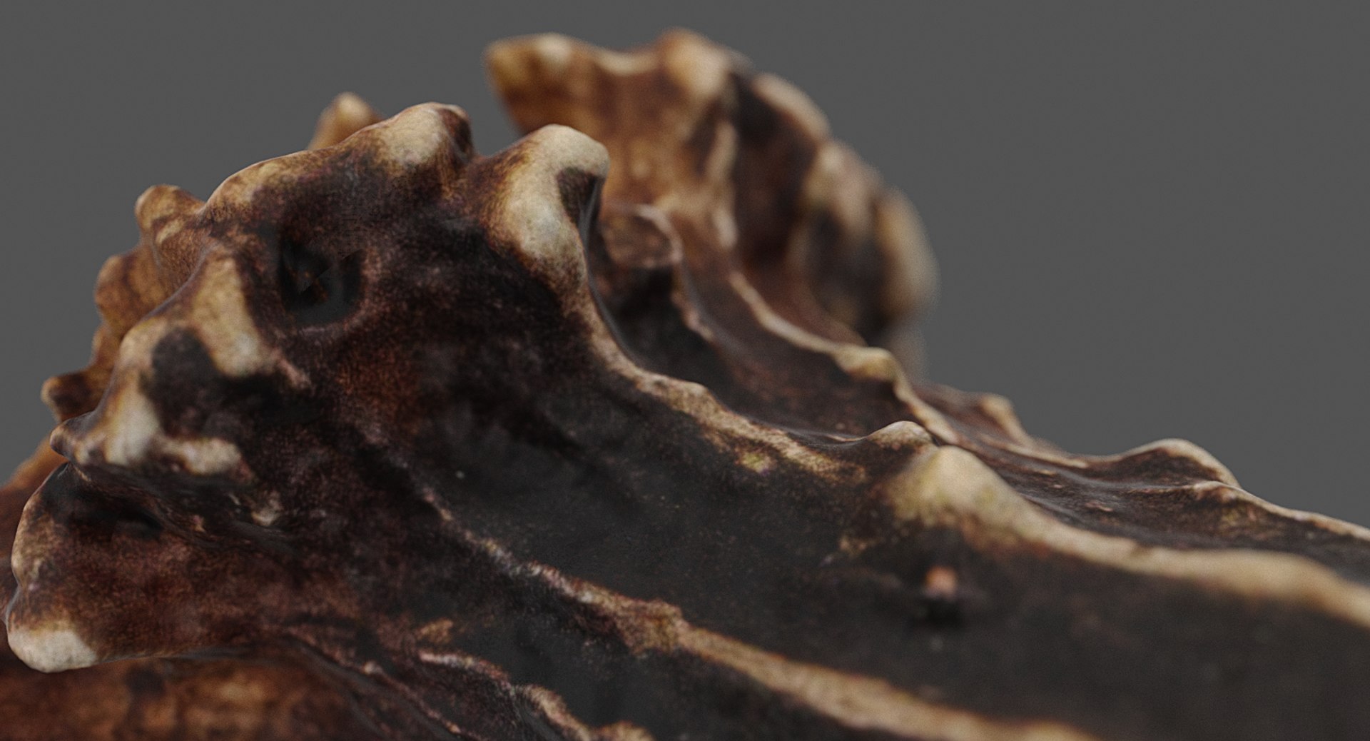 Realistic Deer Antler 3D Model - TurboSquid 1189925