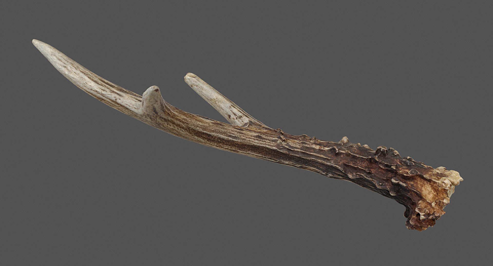 Realistic Deer Antler 3D Model - TurboSquid 1189925