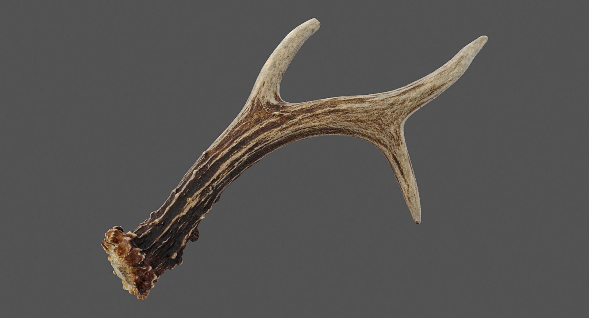 Realistic Deer Antler 3D Model - TurboSquid 1189925