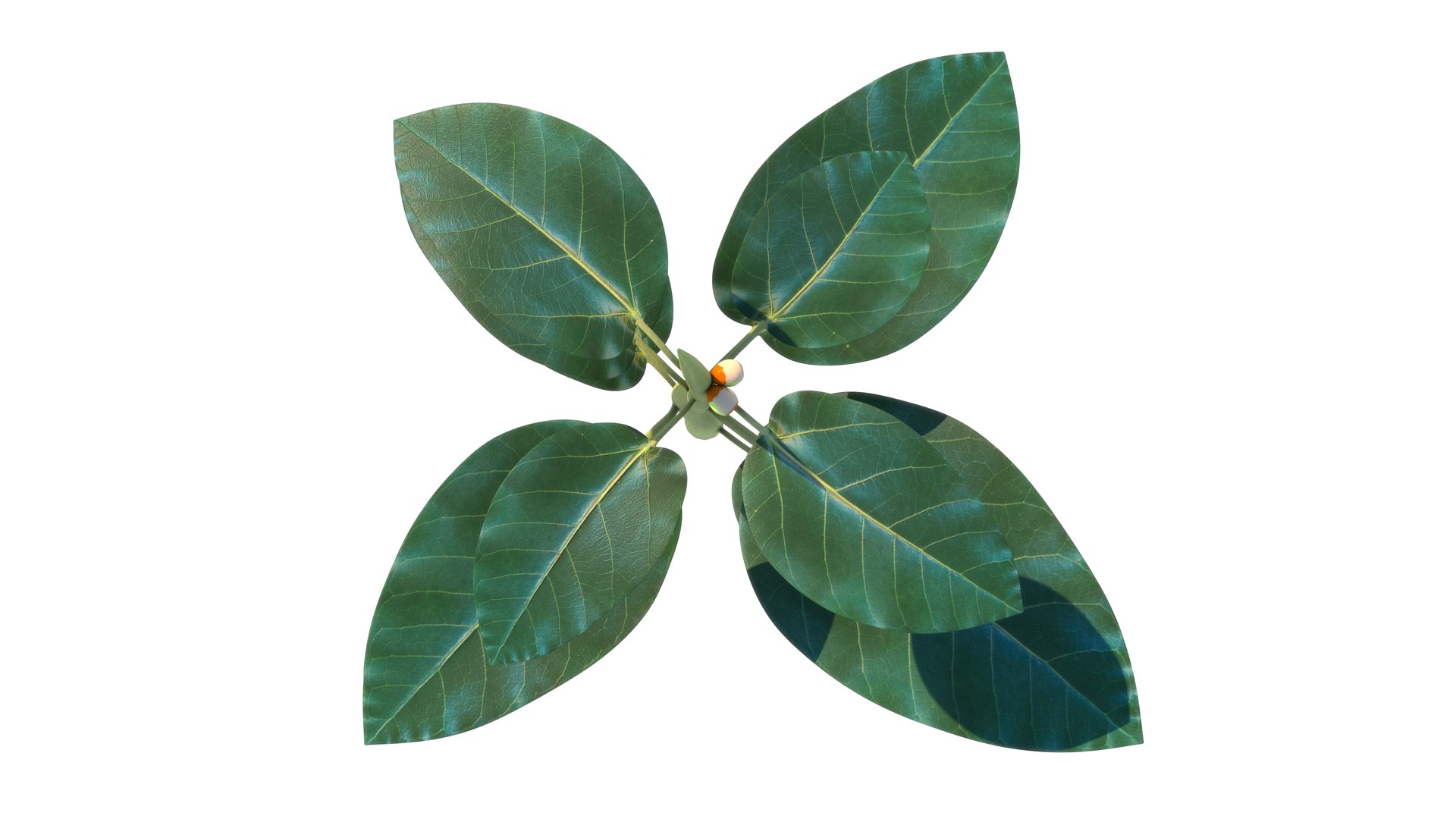 3D Ficus Audrey Plant - TurboSquid 2199143