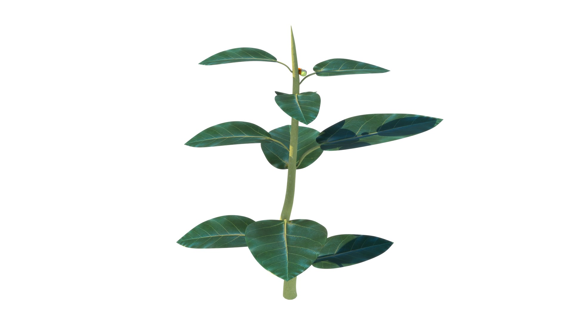 3D Ficus Audrey Plant - TurboSquid 2199143