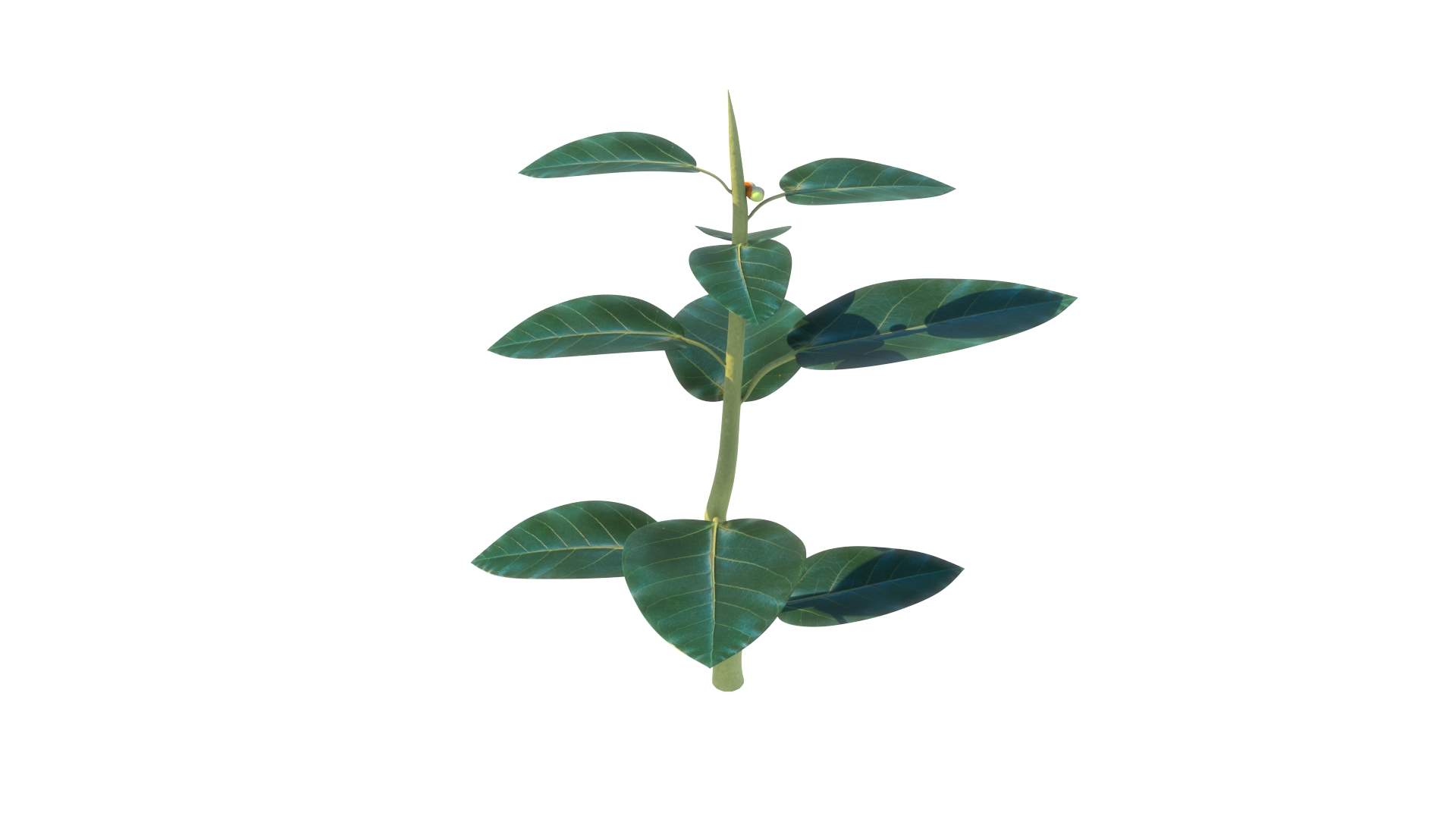 3D Ficus Audrey Plant - TurboSquid 2199143