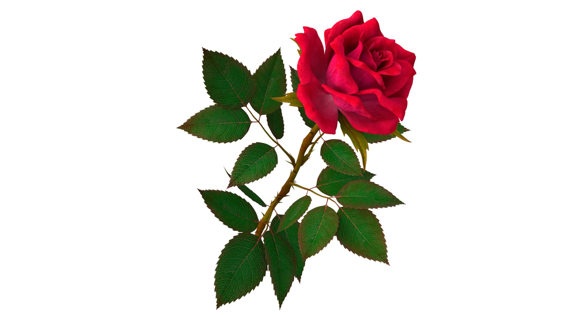 Red Rose 3D Model - TurboSquid 1325094