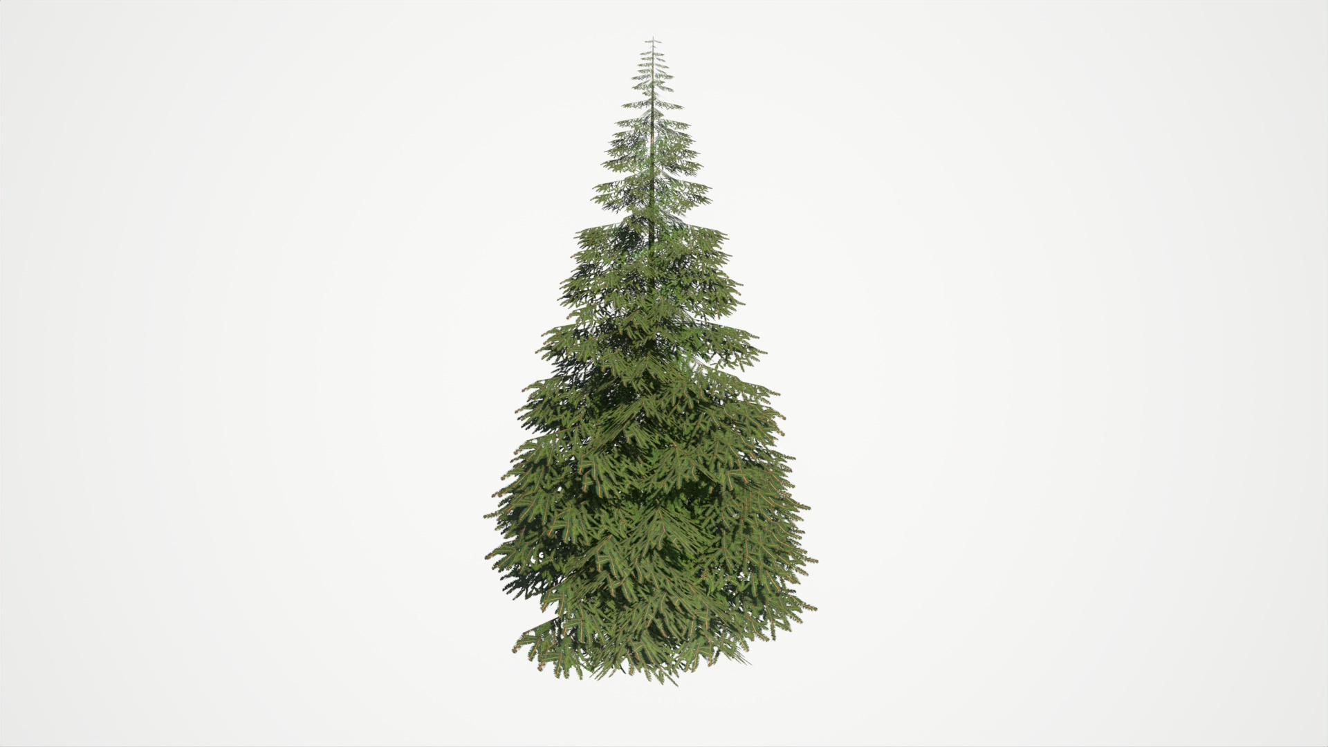 3D Model Spruces Low Poly Collection - TurboSquid 2320209