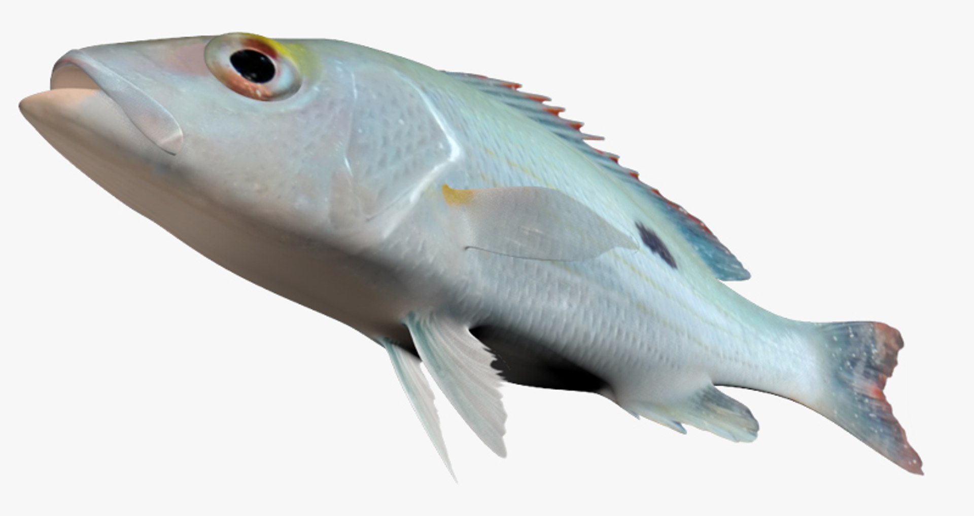 3D Saltwater Fish Collection 19 - TurboSquid 1837197