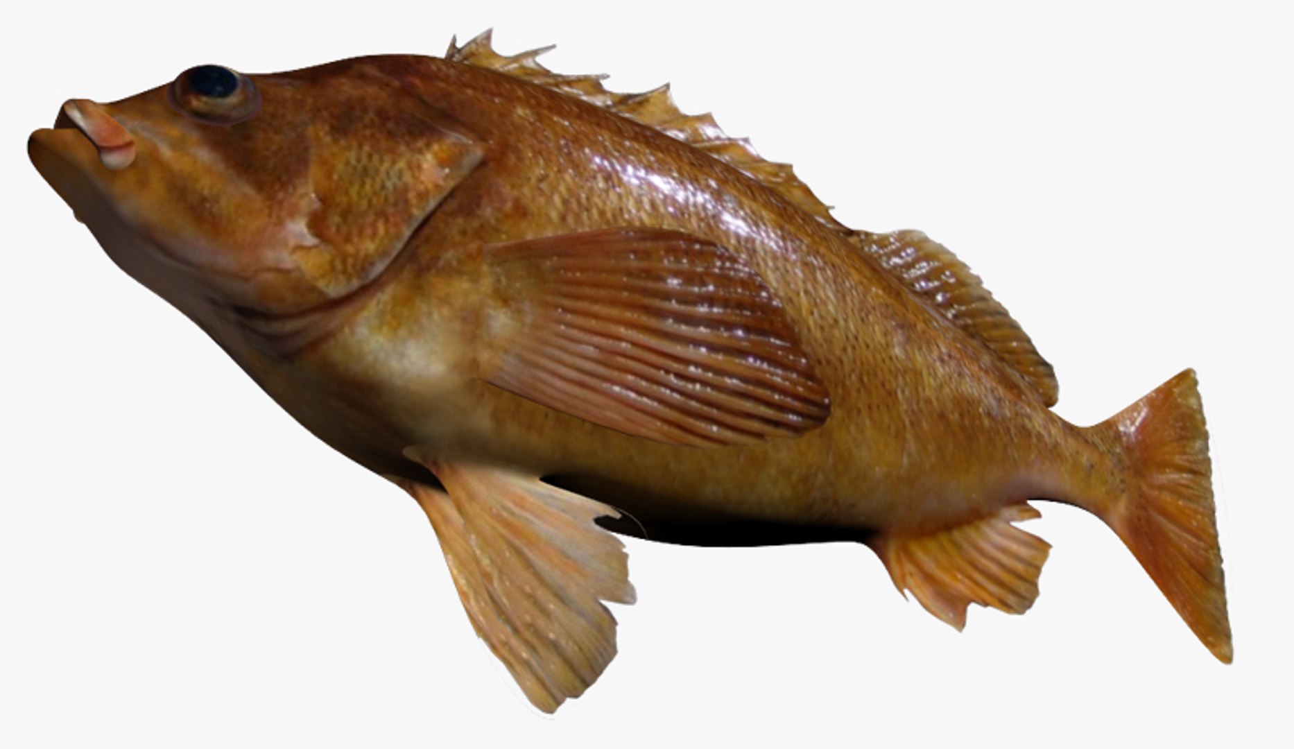 3D Saltwater Fish Collection 19 - TurboSquid 1837197