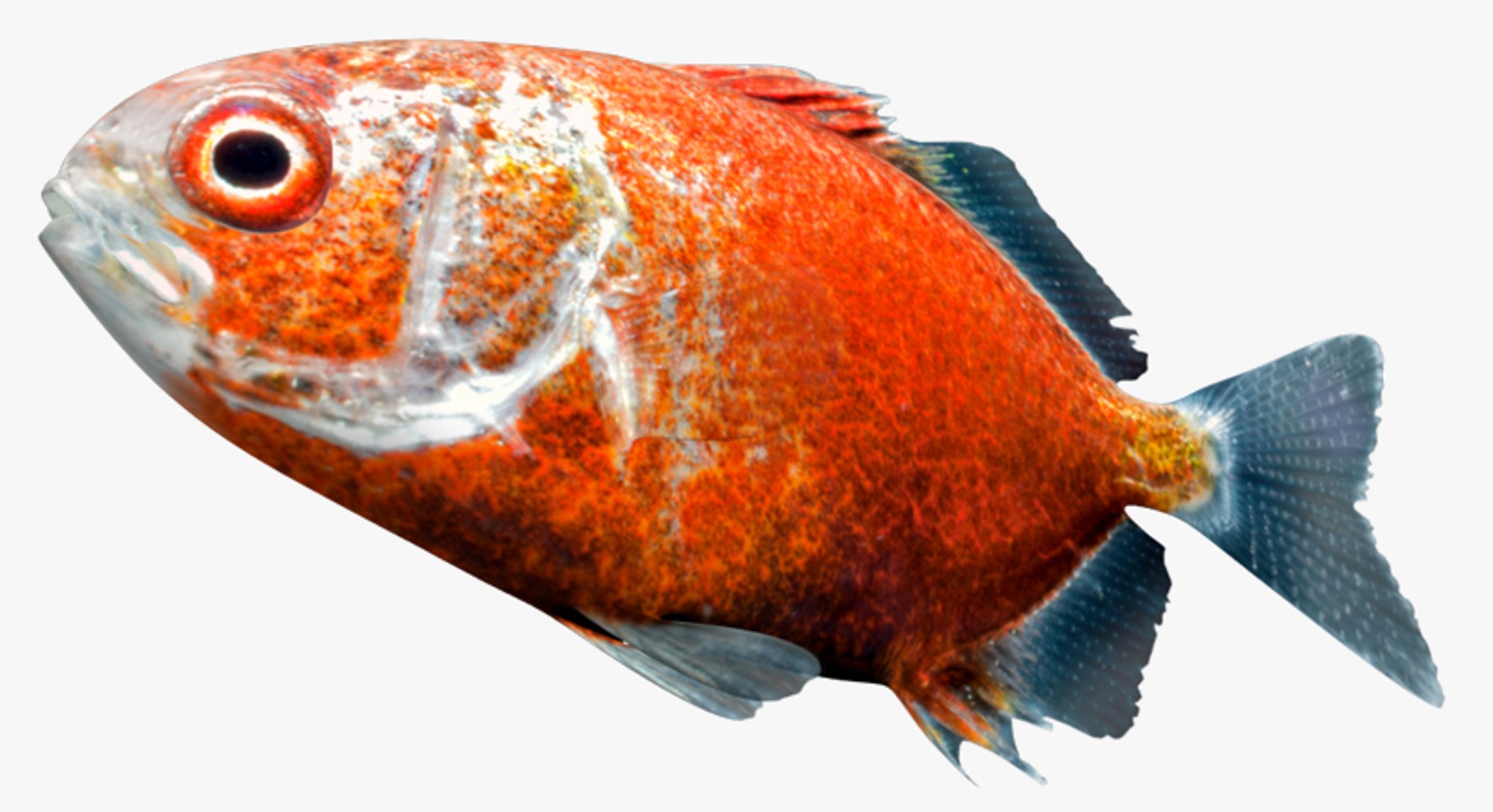 3D Saltwater Fish Collection 19 - TurboSquid 1837197