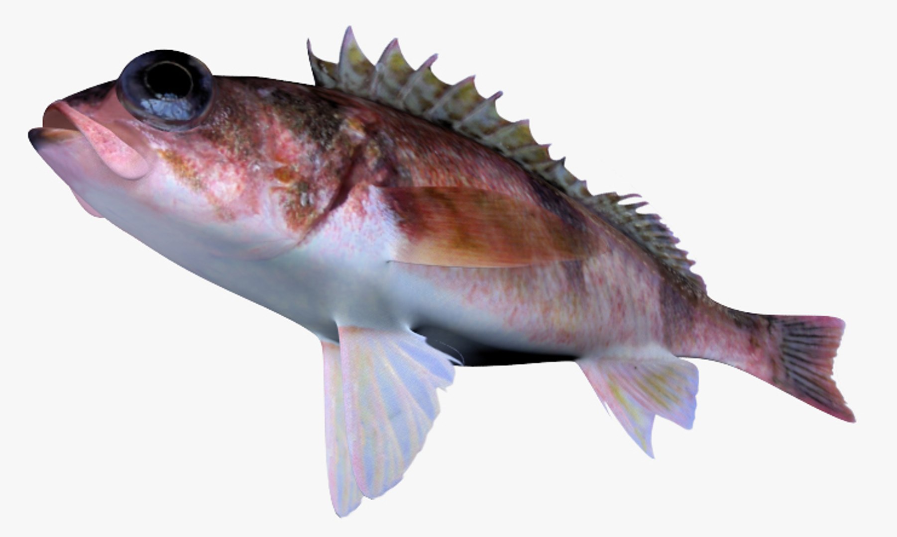 3D Saltwater Fish Collection 19 - TurboSquid 1837197