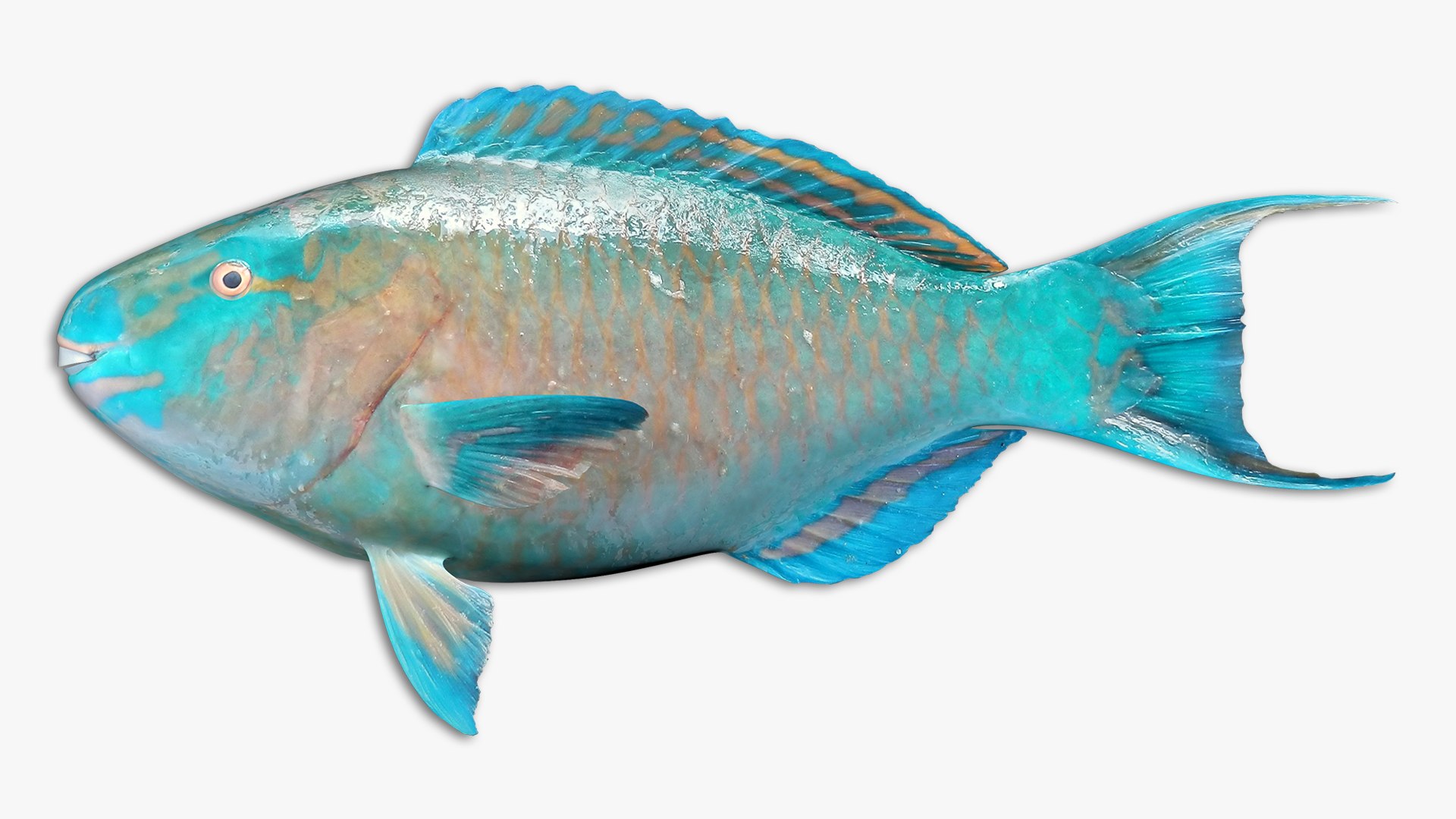 3D Saltwater Fish Collection 19 - TurboSquid 1837197