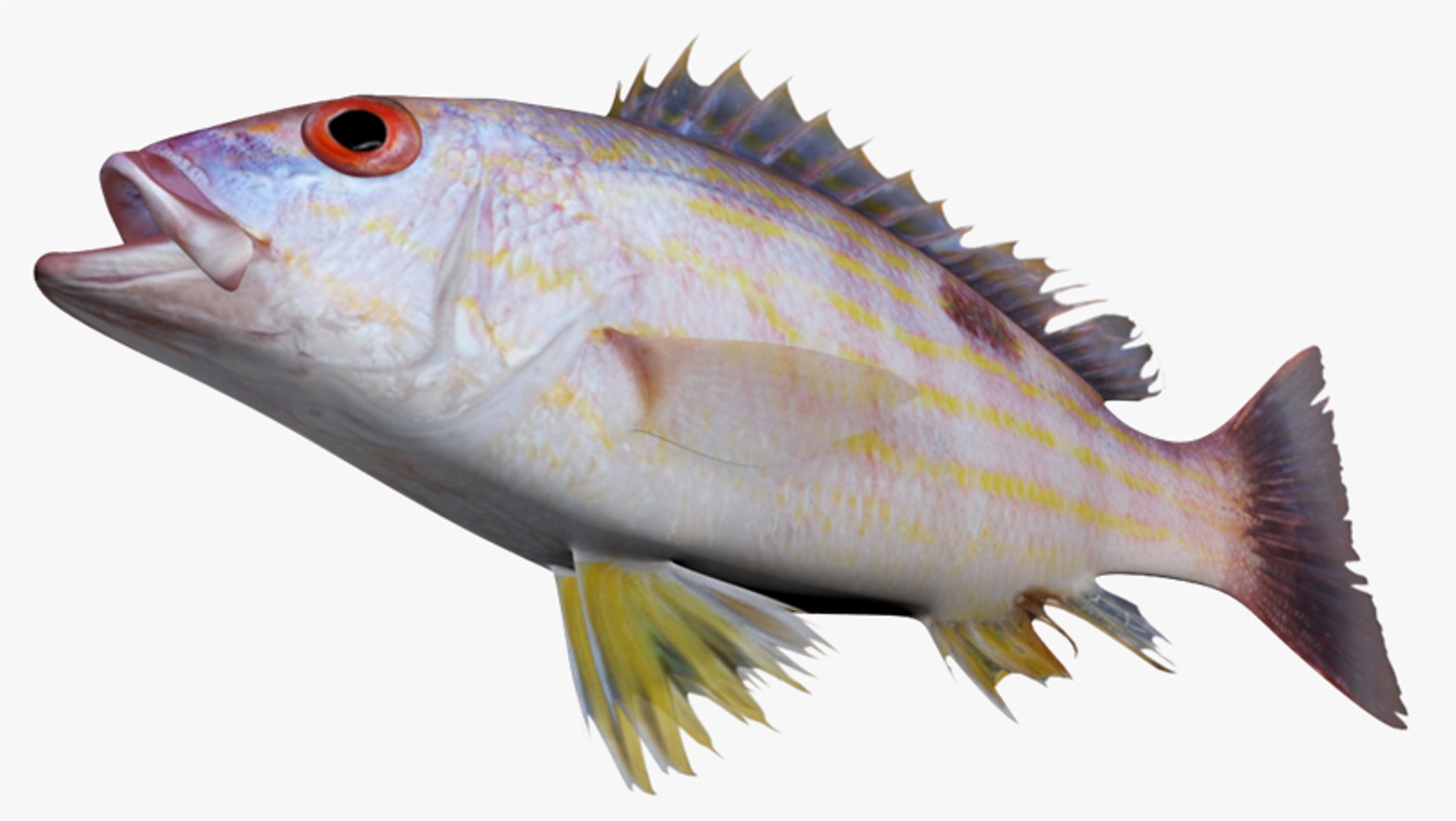 3D Saltwater Fish Collection 19 - TurboSquid 1837197