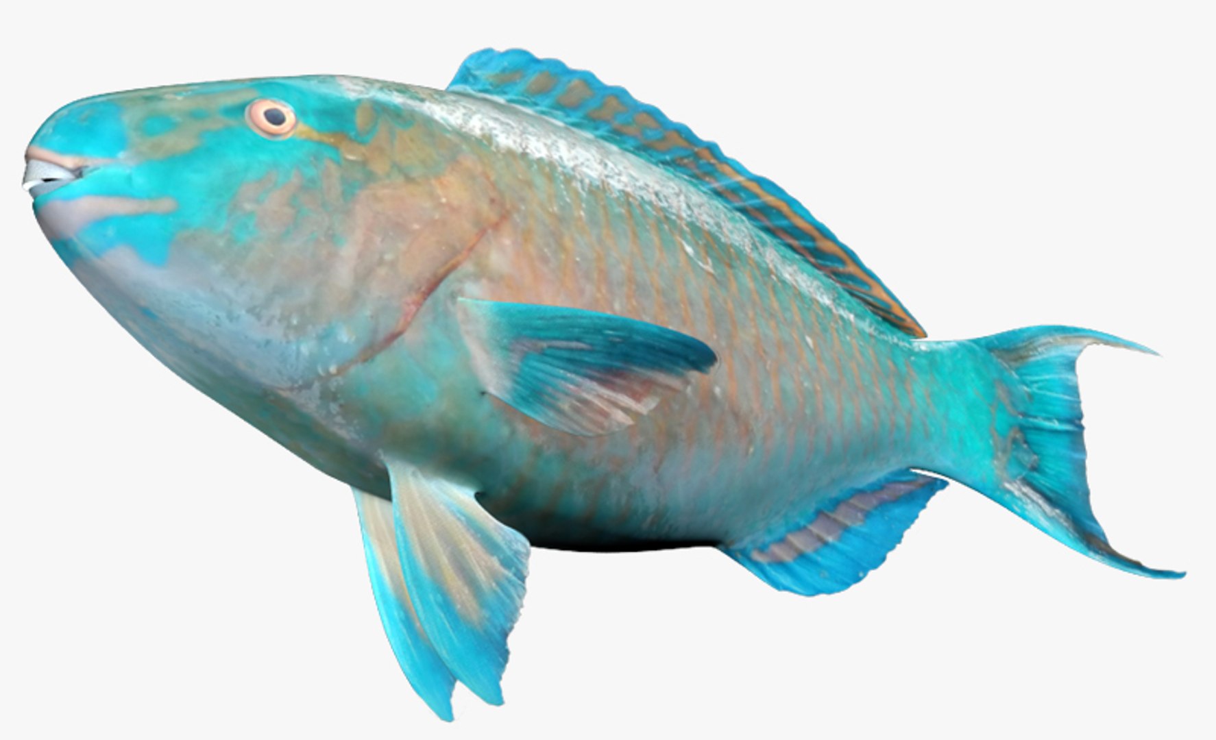 3D Saltwater Fish Collection 19 - TurboSquid 1837197