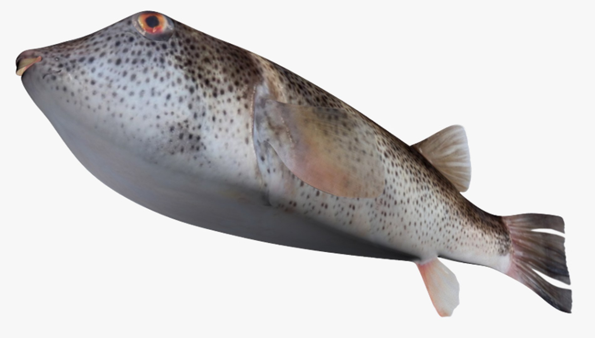 3D Saltwater Fish Collection 19 - TurboSquid 1837197