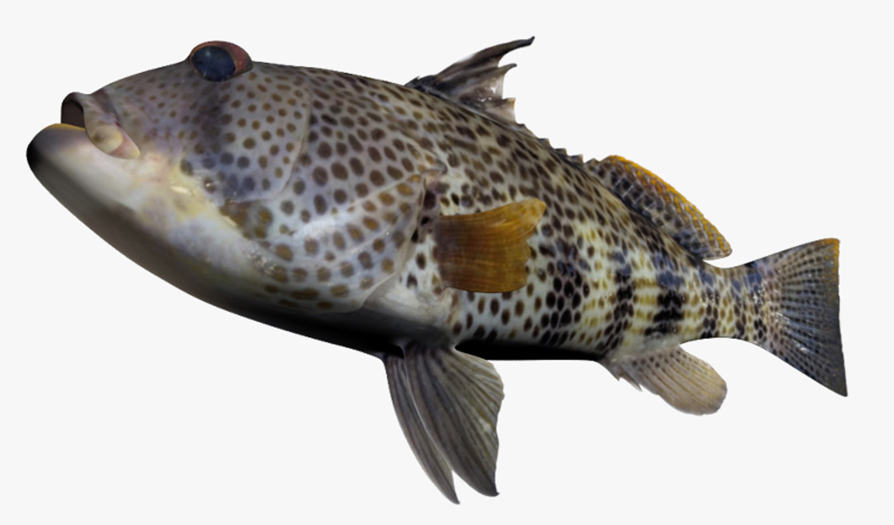 3D Saltwater Fish Collection 19 - TurboSquid 1837197