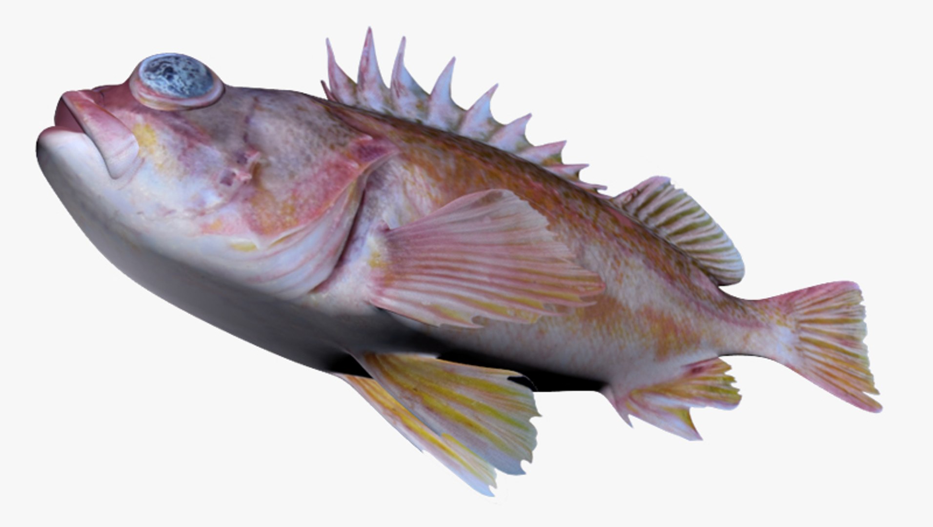 3D Saltwater Fish Collection 19 - TurboSquid 1837197