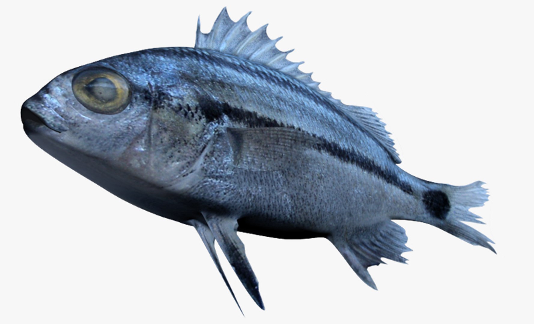 3D Saltwater Fish Collection 19 - TurboSquid 1837197