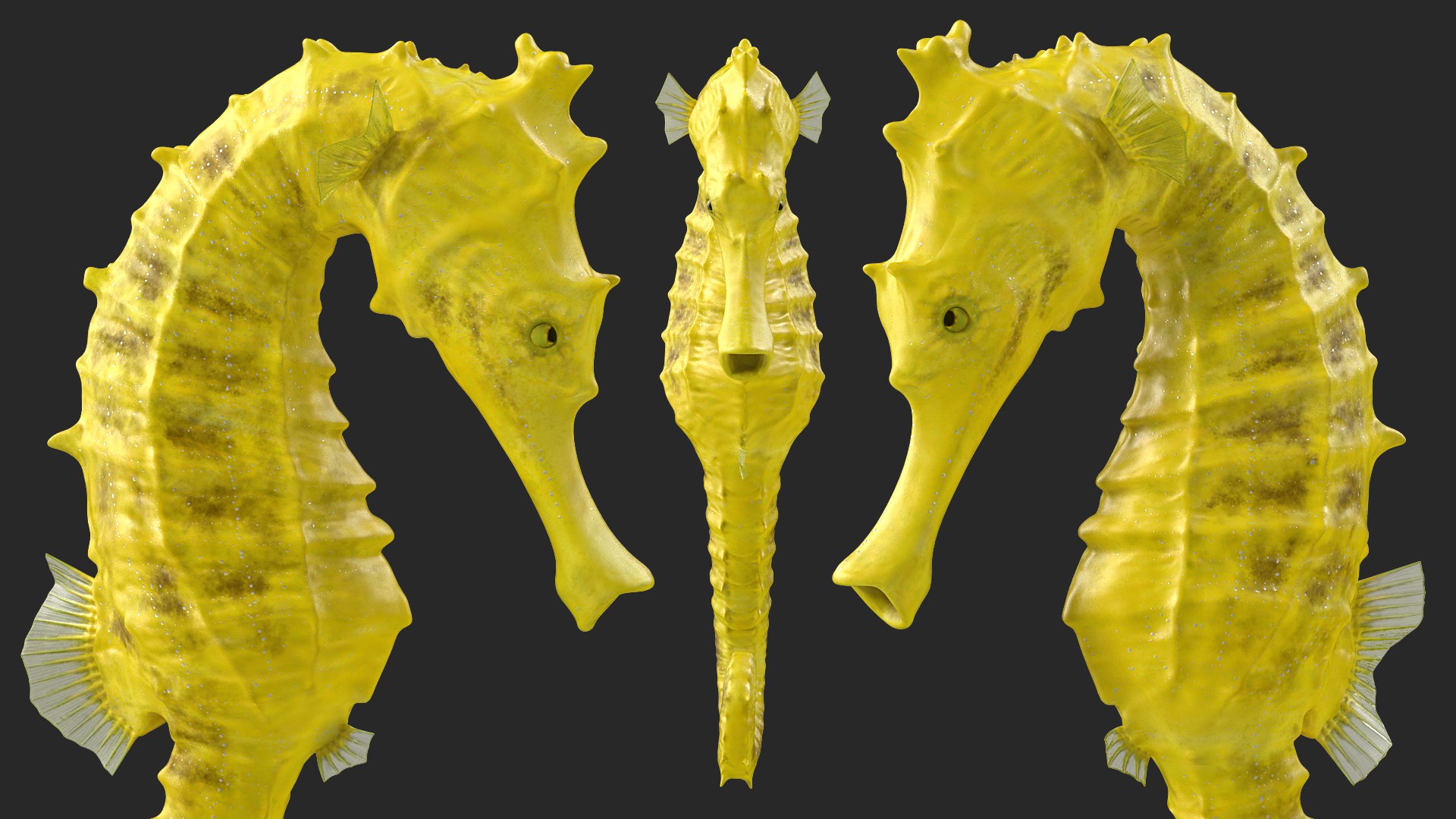 Slender seahorse hippocampus reidi 3D model - TurboSquid 1547501