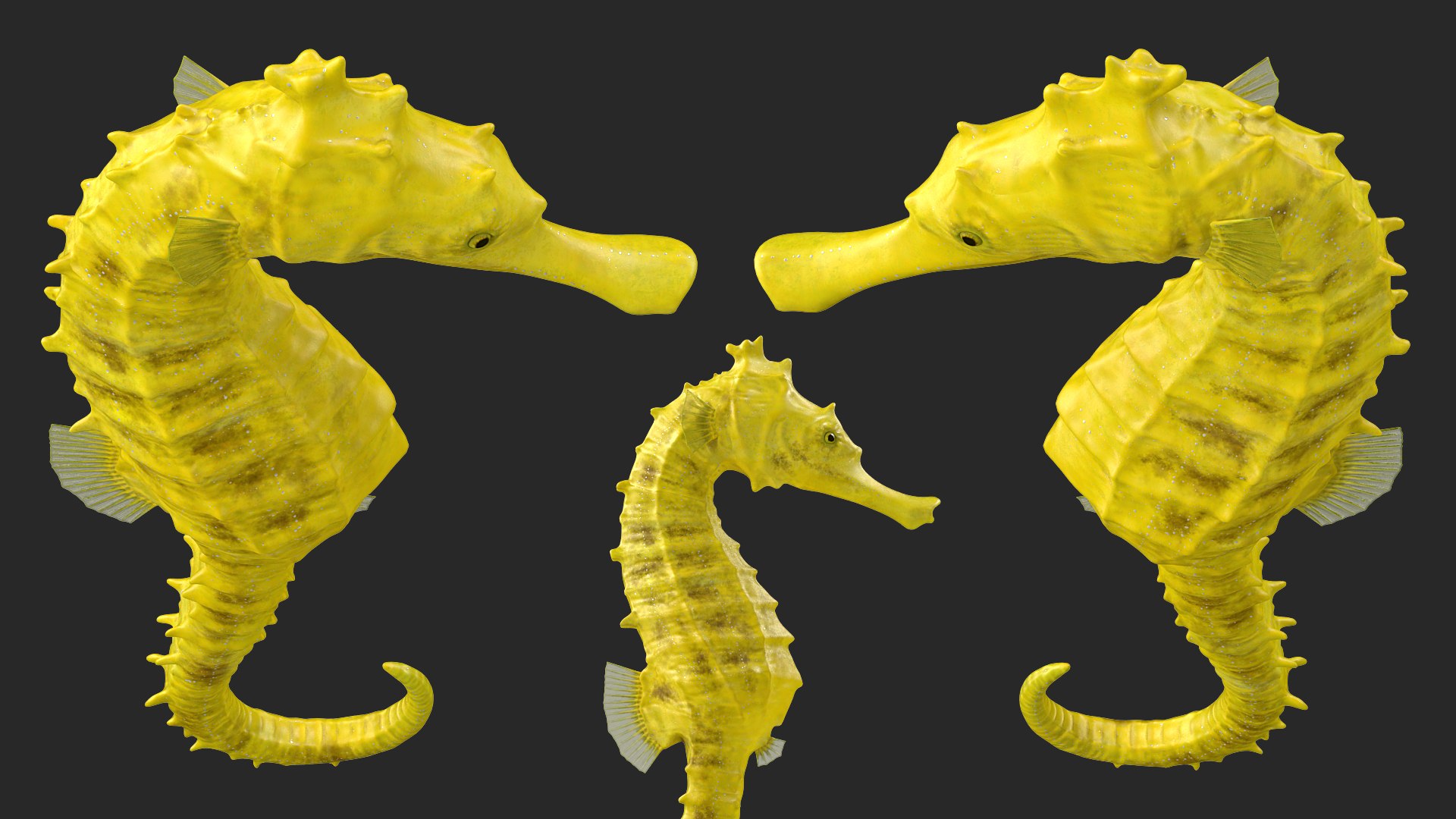 Slender seahorse hippocampus reidi 3D model - TurboSquid 1547501