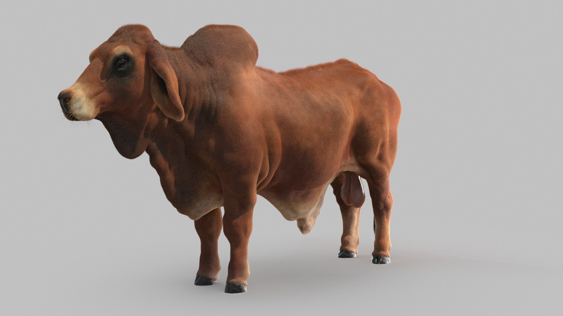 Indian Bull 3D Model - TurboSquid 1702648
