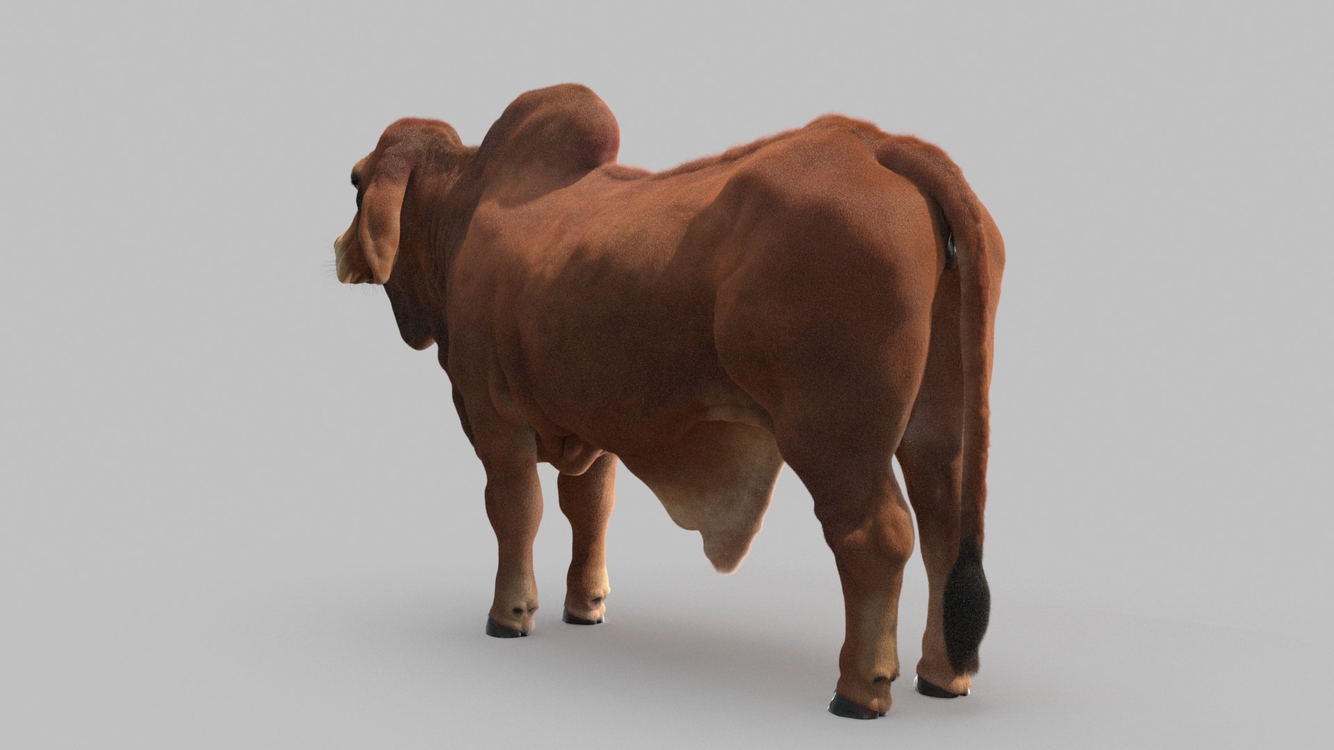 Indian Bull 3D Model - TurboSquid 1702648