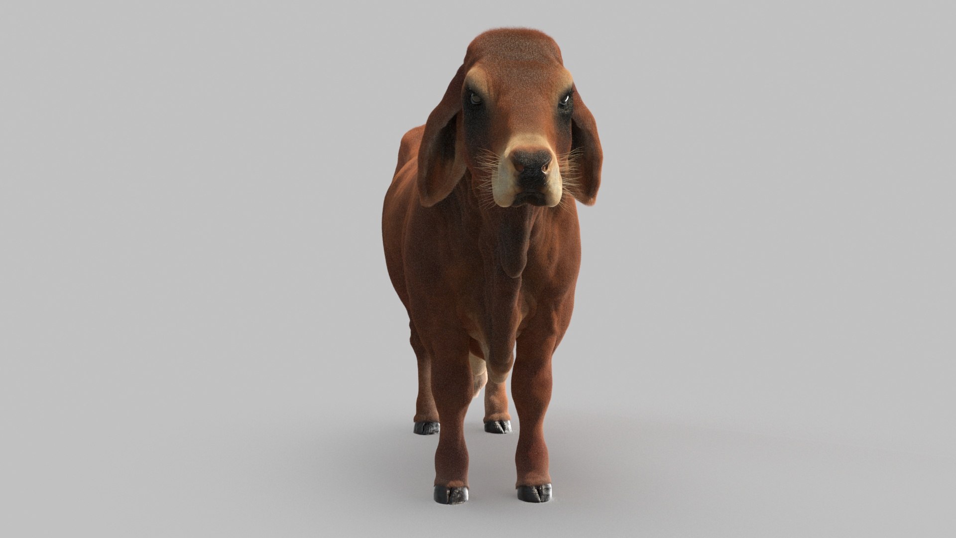 Indian Bull 3D Model - TurboSquid 1702648