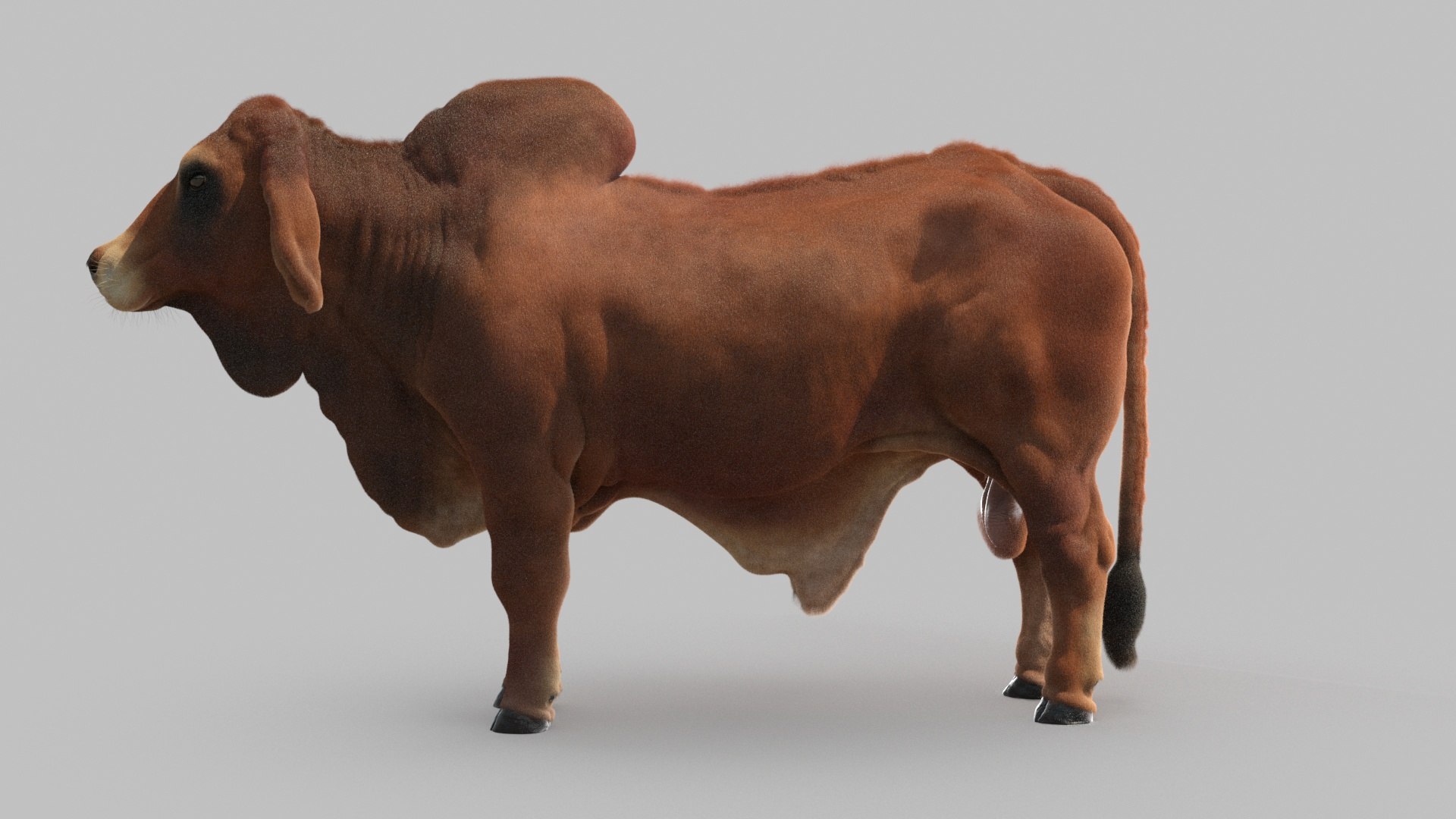 Indian Bull 3D Model - TurboSquid 1702648