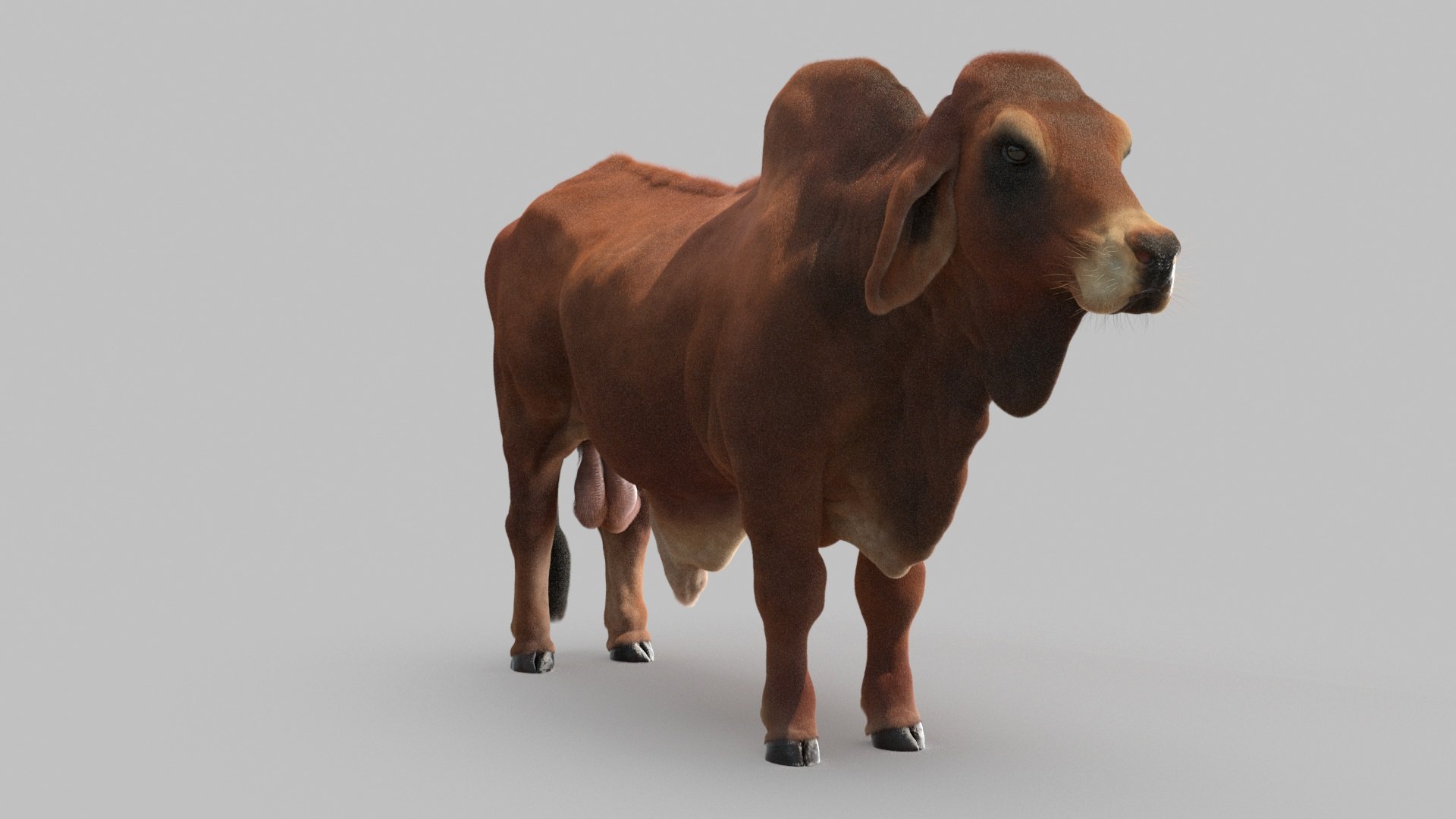 Indian Bull 3D Model - TurboSquid 1702648