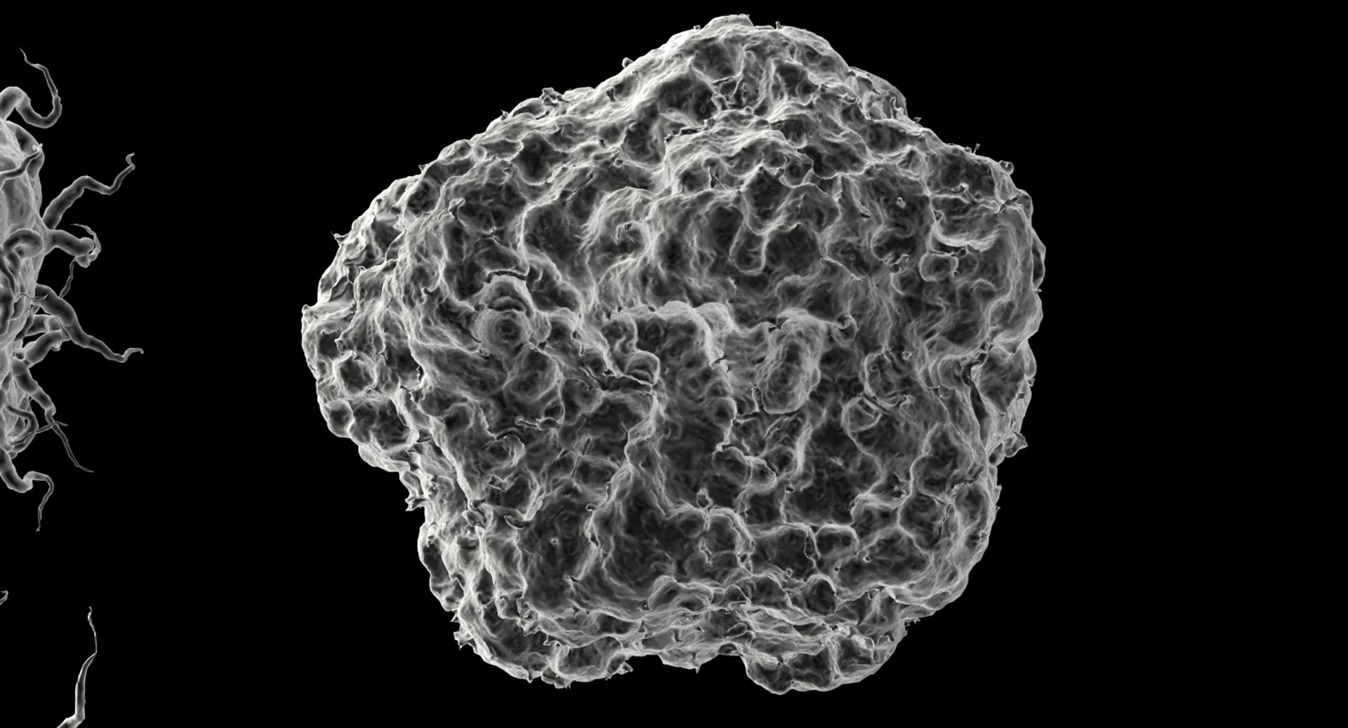 Cancer Cell 3D - TurboSquid 1309926