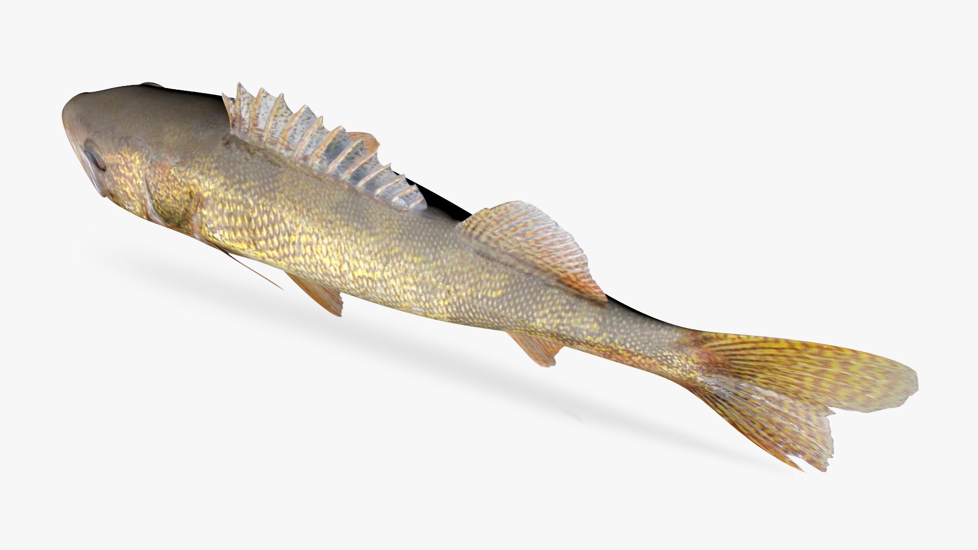 Saugeye 3D Model - TurboSquid 1696498